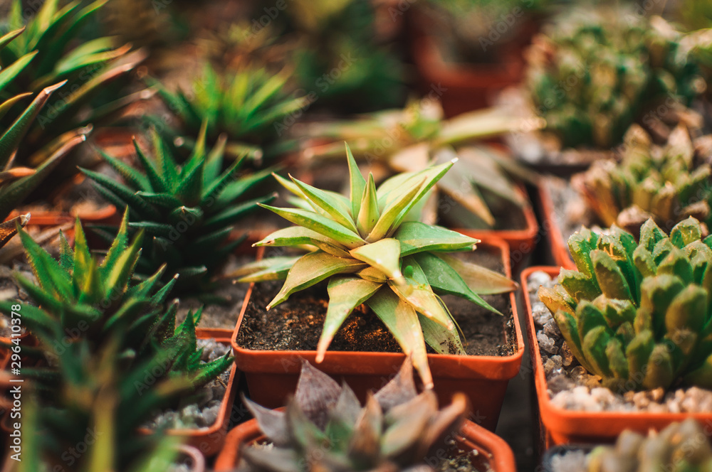Succulents,echeveria kalanchoe succulent house plants.Aloe ostifolia is ...