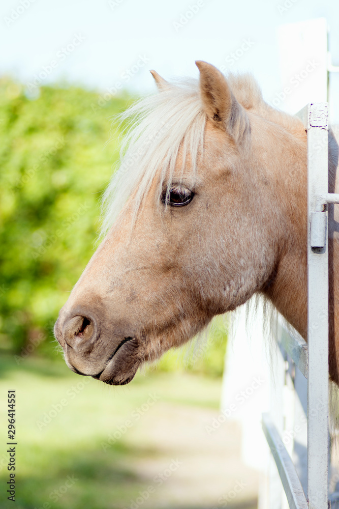 Horse Head Side View