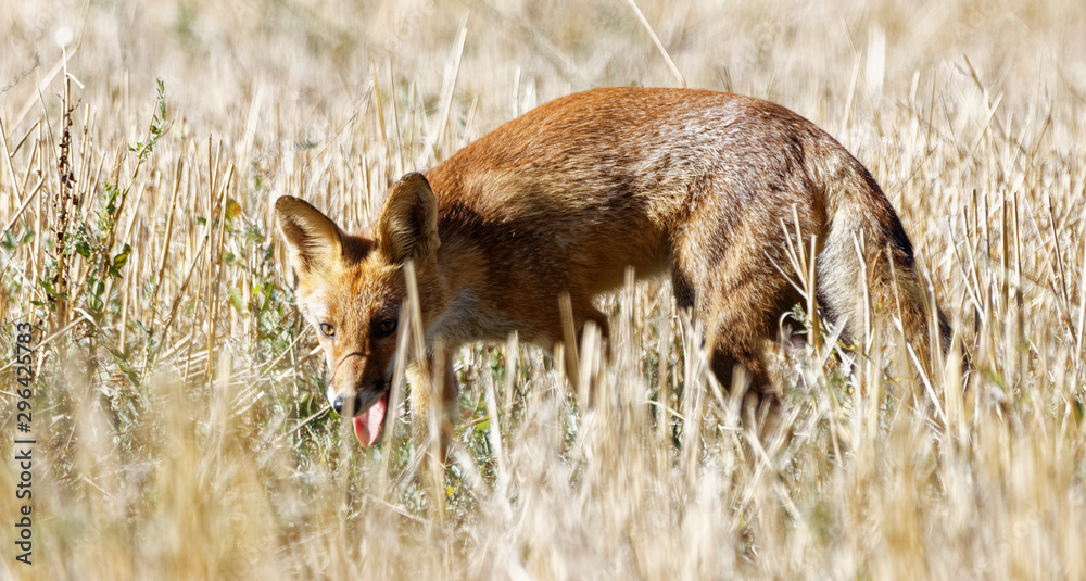 renard Stock Photo | Adobe Stock
