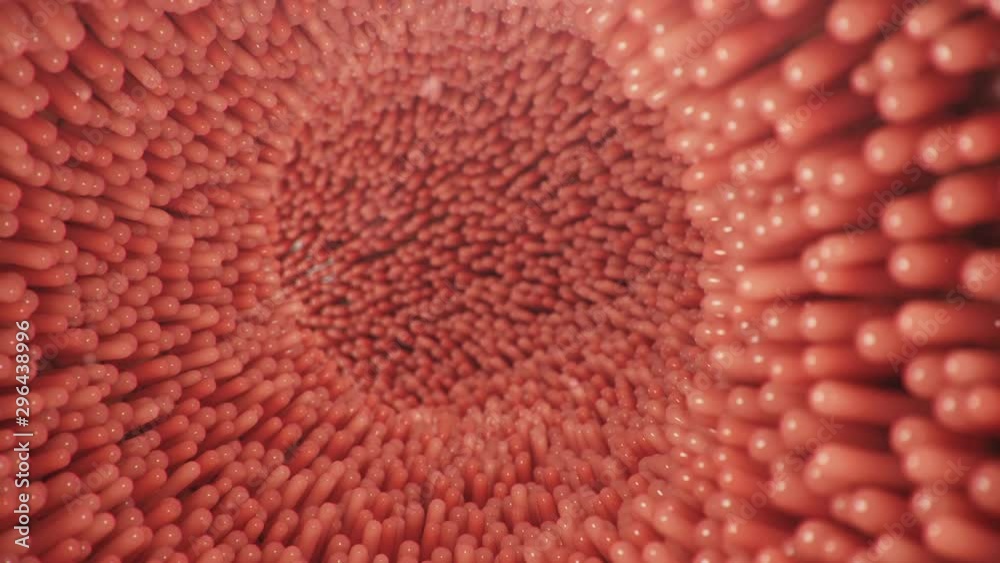 Intestinal villi. Intestine lining. Microscopic villi and capillaries ...