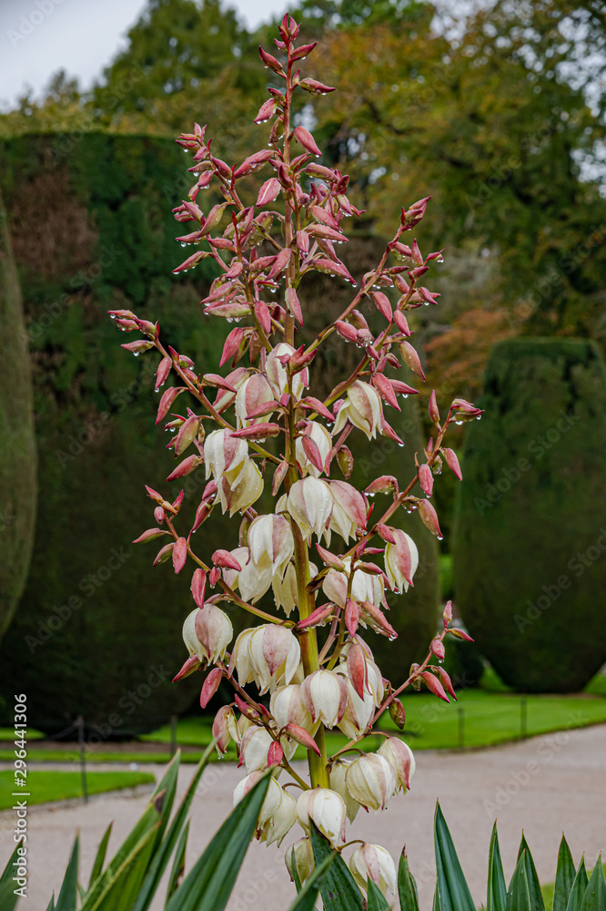 Full Flower stem of Spanish Dagger Yucca gloriosa plant in flower with ...