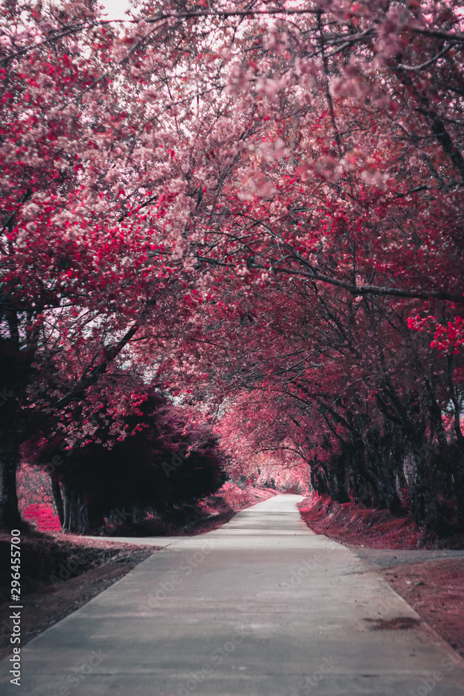 Path way of pink cherry blossom tree along two side of the perspective ...