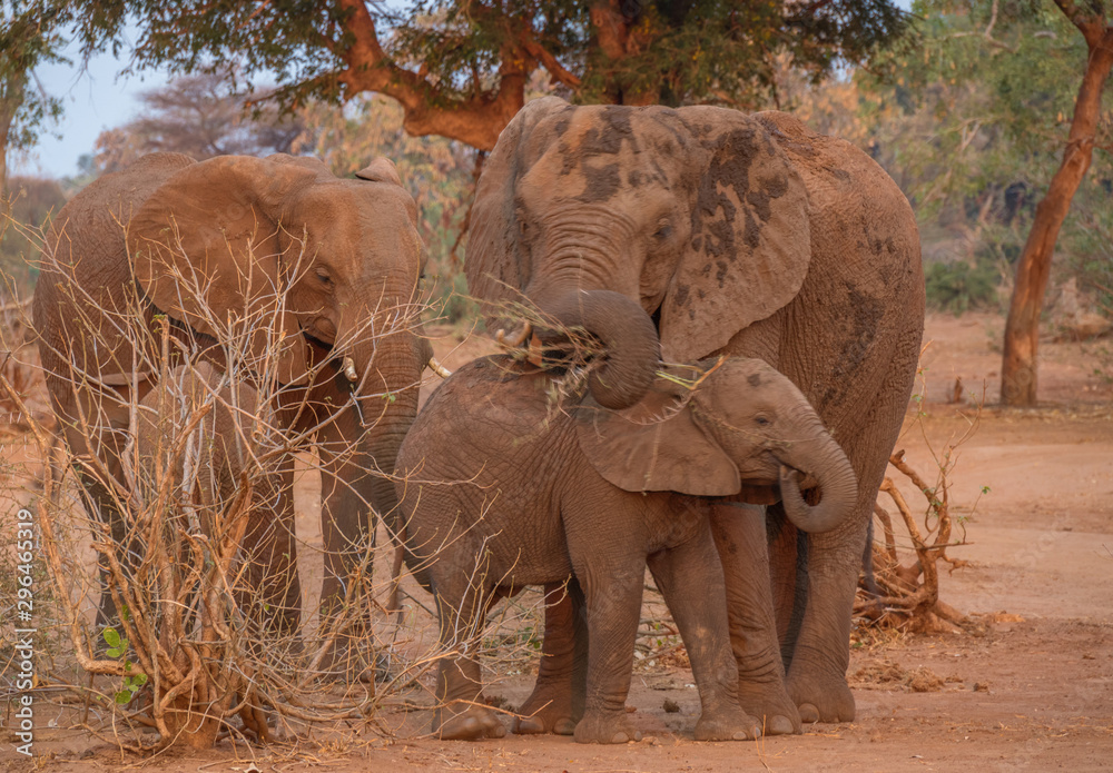 African elephant cow and calf interaction in a foraging family group ...