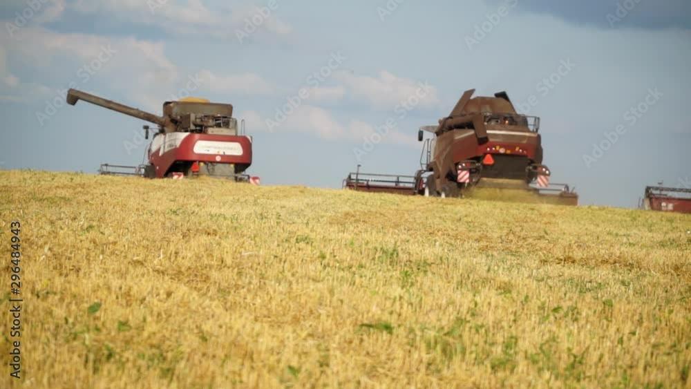 The Work Combines And Tractors Harvesting Wheat In The Autumn. The work ...
