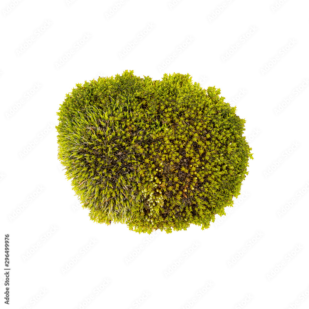 Green moss isolated top view. Silvergreen bryum moss Stock Photo ...