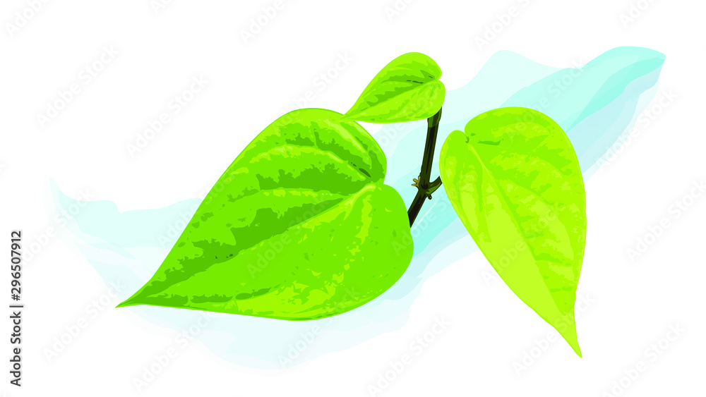 green betel leaf vector realistic draft cutout nature asia Stock Vector ...