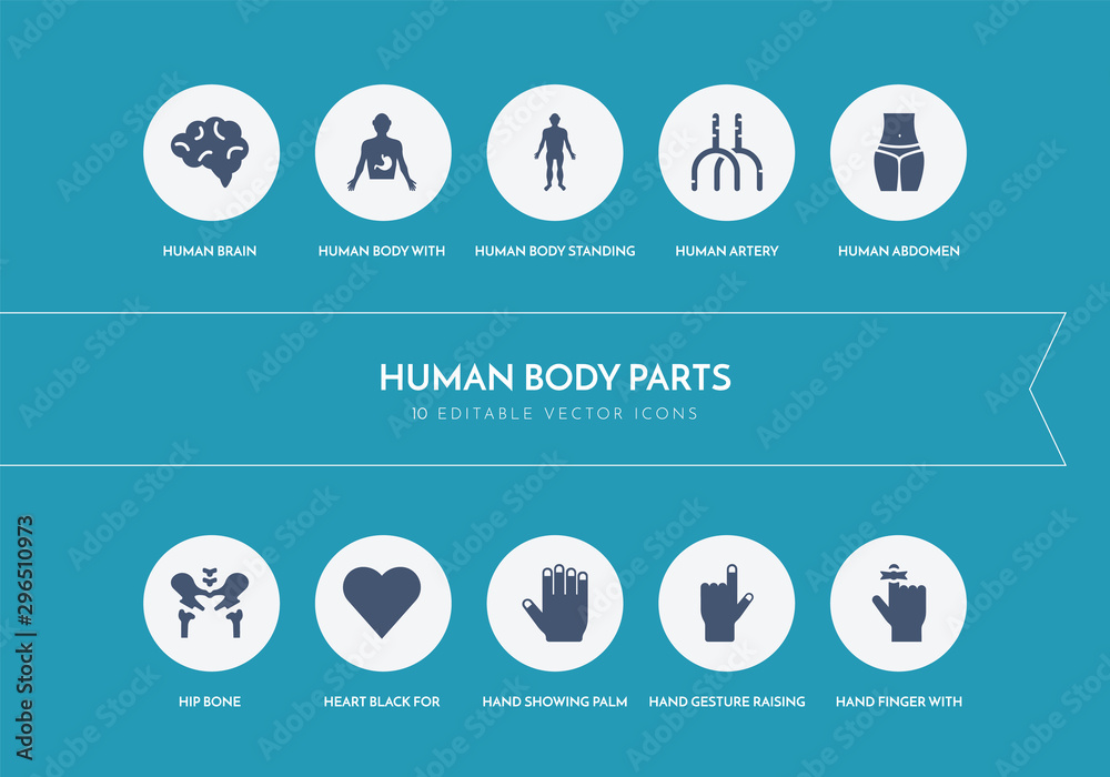 10 human body parts concept blue icons Stock Vector | Adobe Stock
