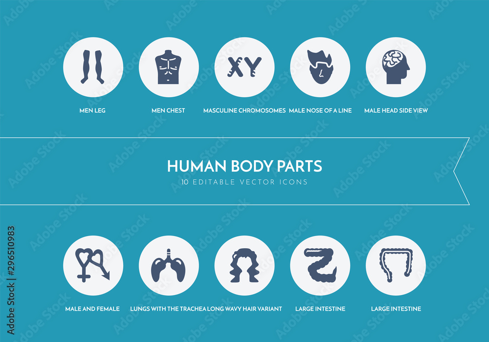 10 human body parts concept blue icons Stock Vector | Adobe Stock