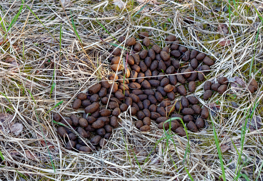 Elk Poop