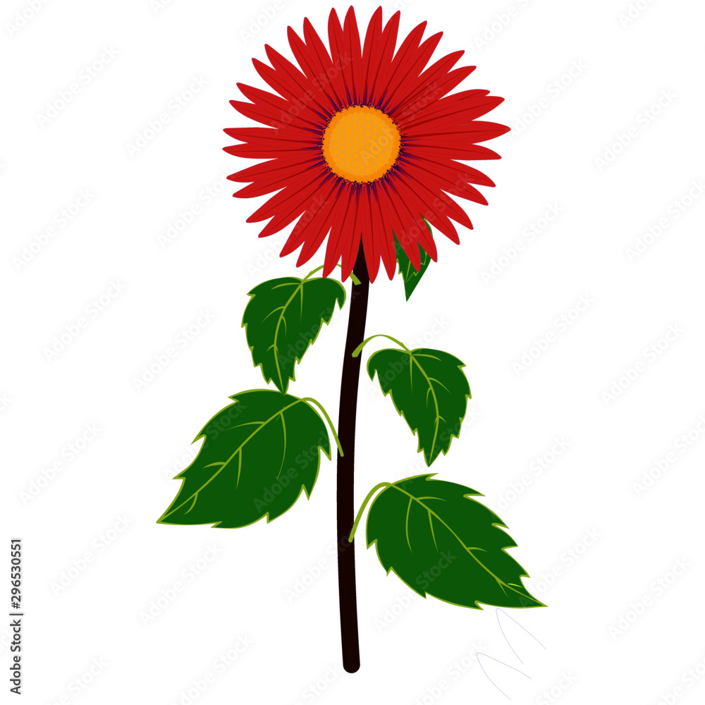 Aster Flower - Cartoon Vector Image Stock Vector | Adobe Stock