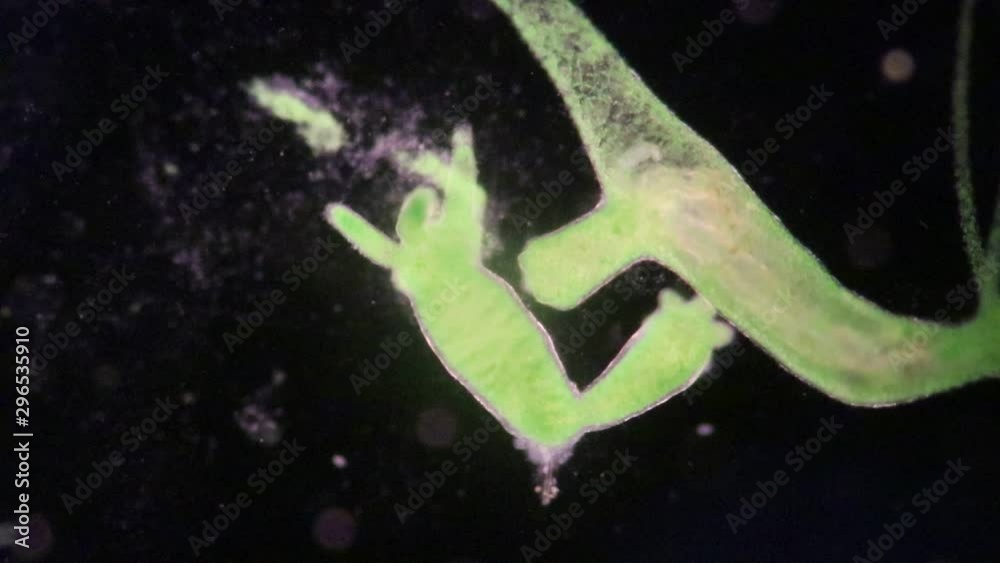 Hydra is a genus of small, fresh-water animals of the phylum Cnidaria ...