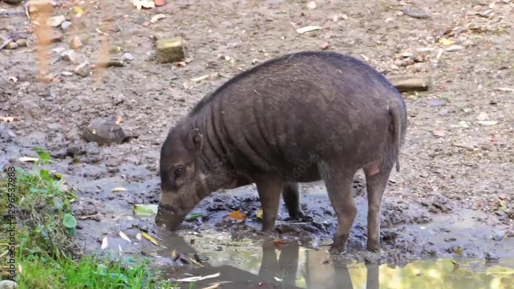 Visayan warty pig grubbing in the mud, typical wild boar behavior ...