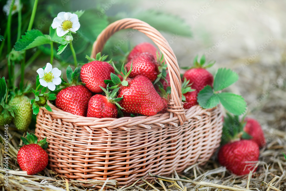 Fresh strawberry in wicker basket. Red strawberries flowers and back ...