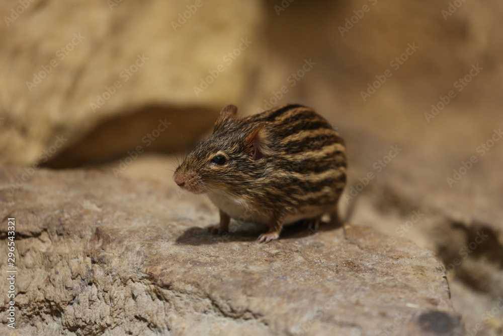 animales varios Stock Photo | Adobe Stock