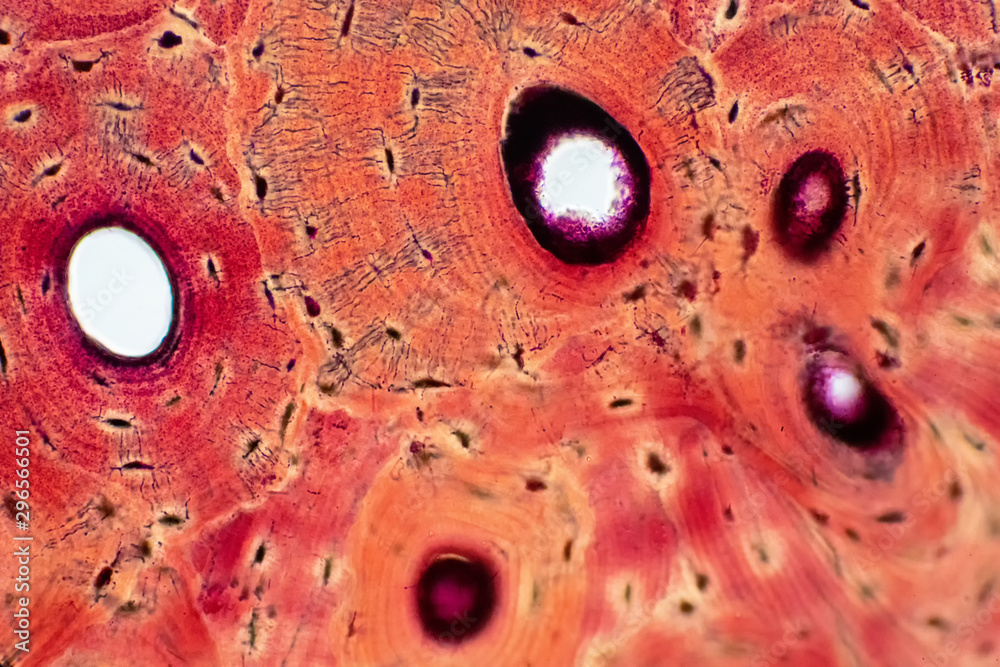 Histology of human compact bone tissue under microscope view for ...