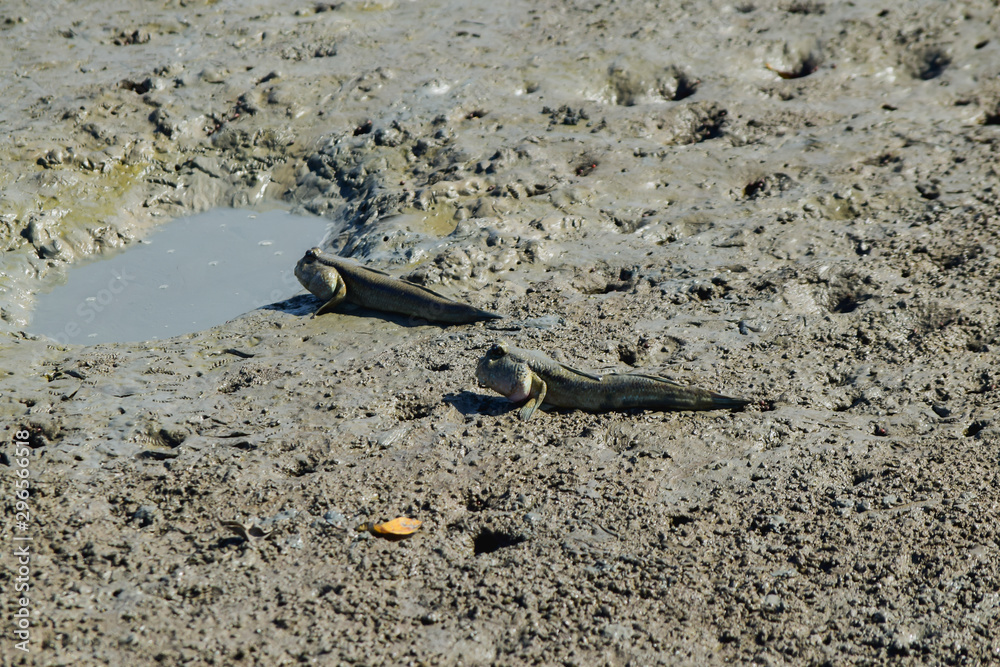 Beautiful action of Mudskipper fish in mangrove forest. Amphibious fish ...