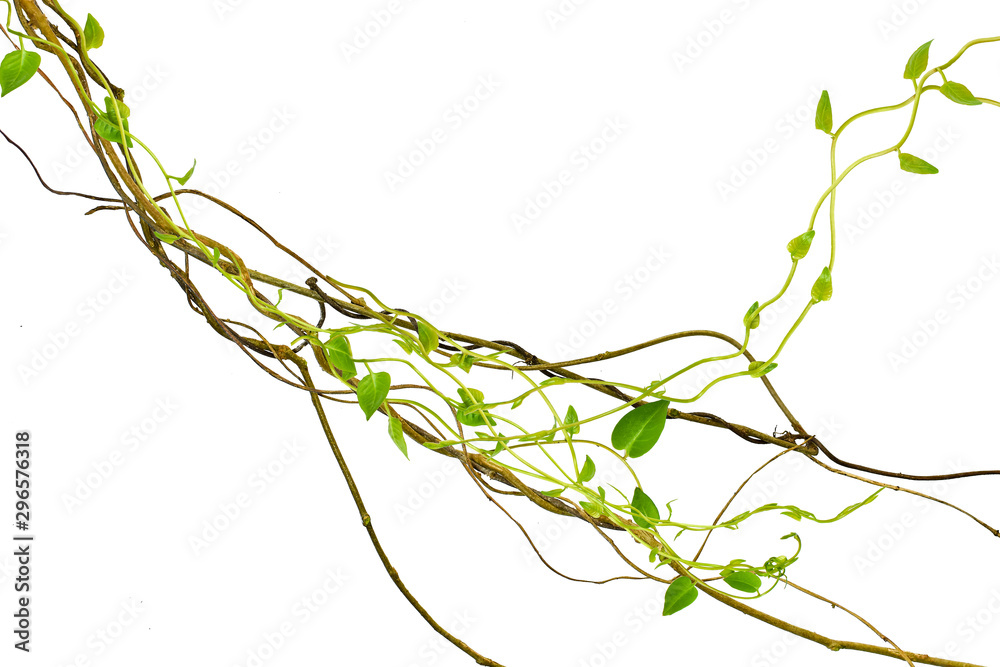 circular vine at the roots of tropical trees Stock Photo | Adobe Stock