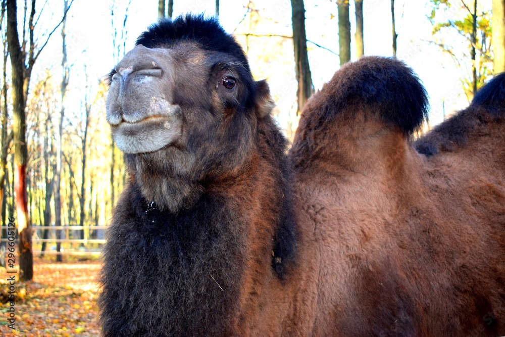 Ungulate Camel