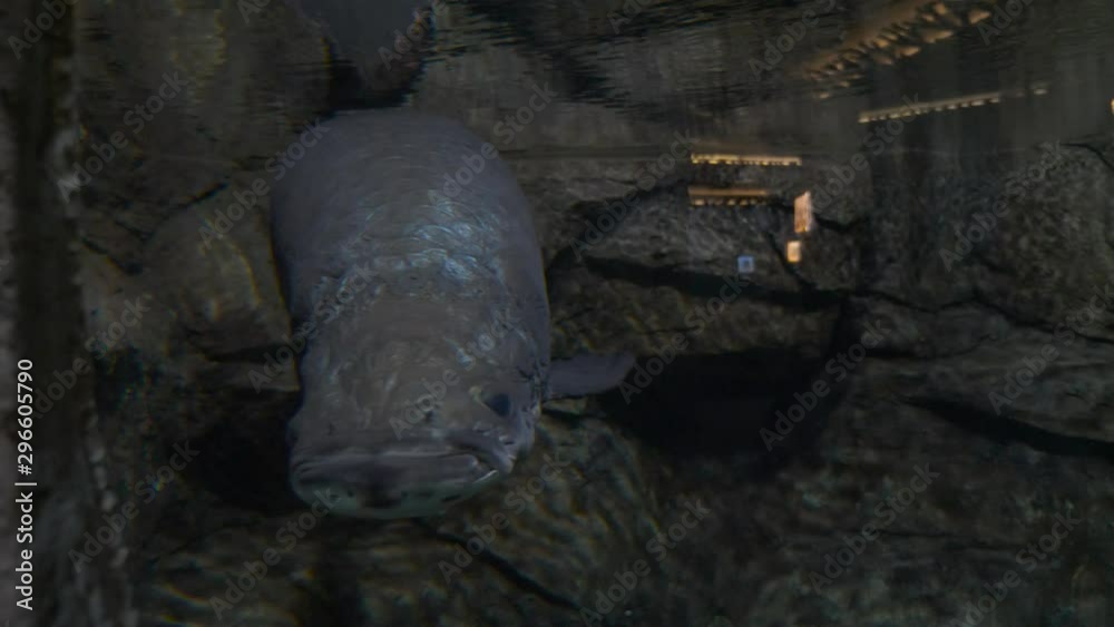 A large arapaima swims in the zoo's transparent aquarium Stock Video ...