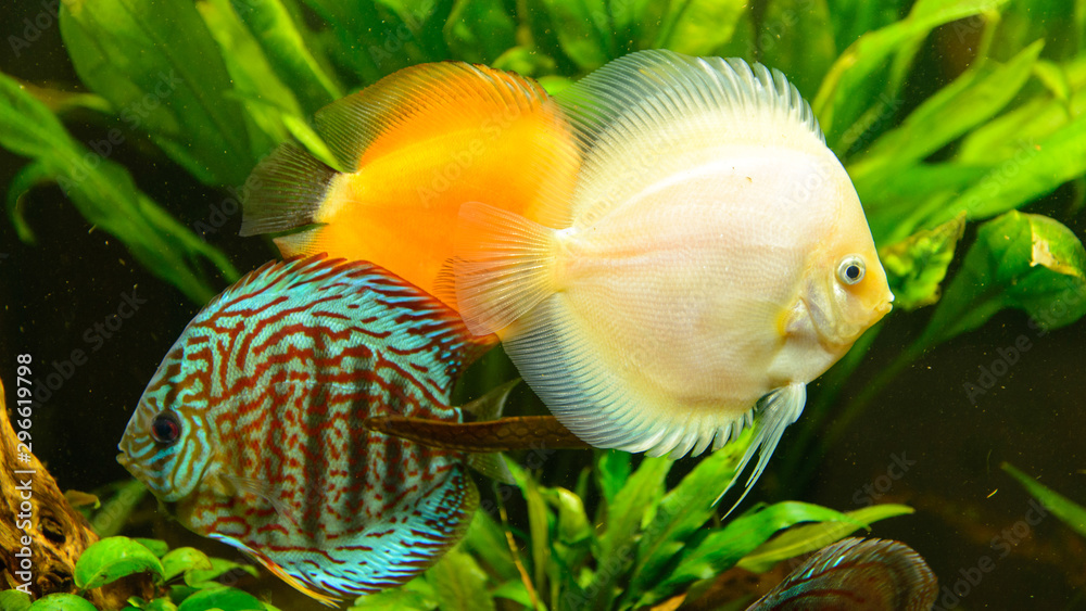 Discus fish group (Symphysodon aequifasciatus) in front of green plants ...