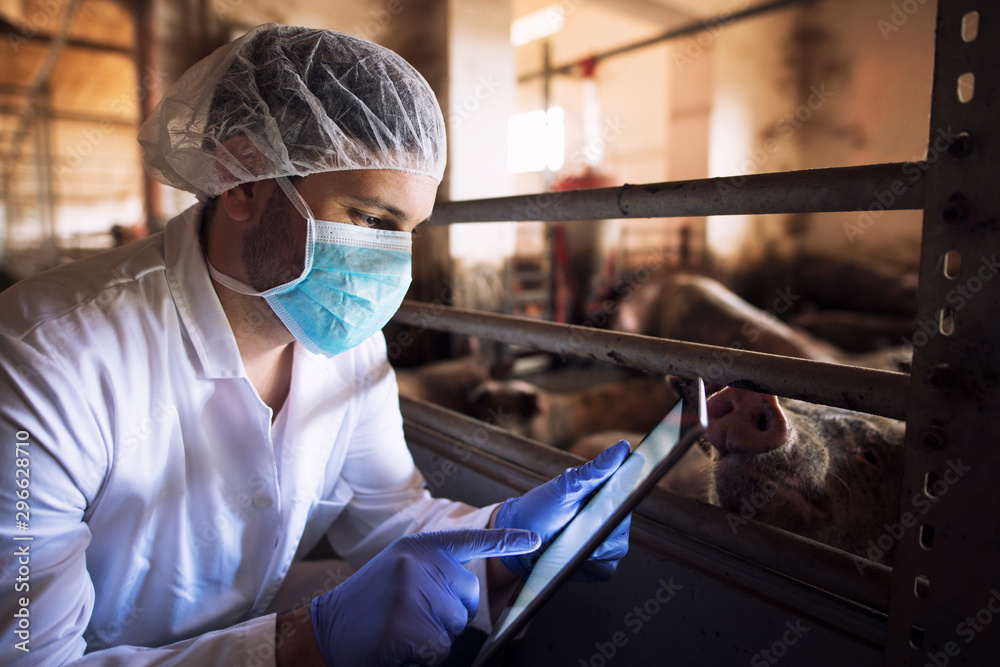 Veterinarian animal doctor at pig farm checking health status of pigs ...