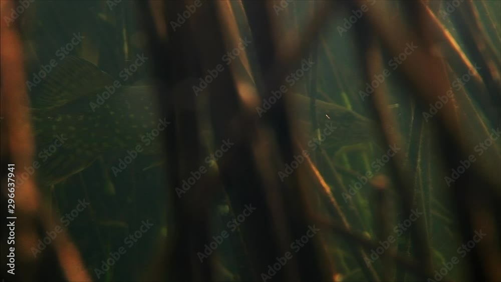 Northern pike fish (Esox lucius) hides and slowly swims in the deep ...