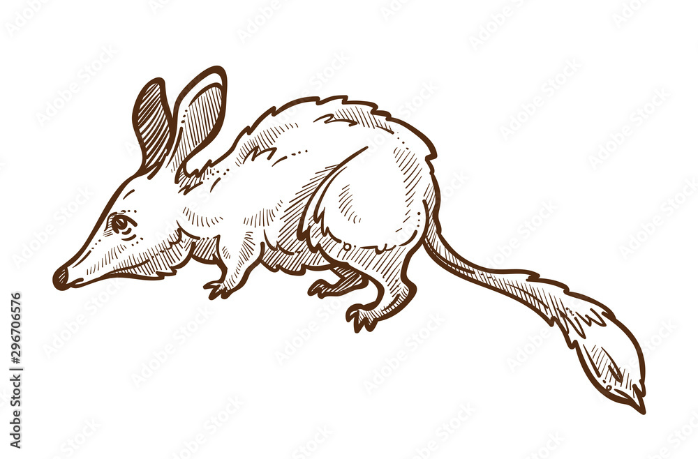 Australian mouse, great bilby isolated sketch, bandicoot Stock Vector ...