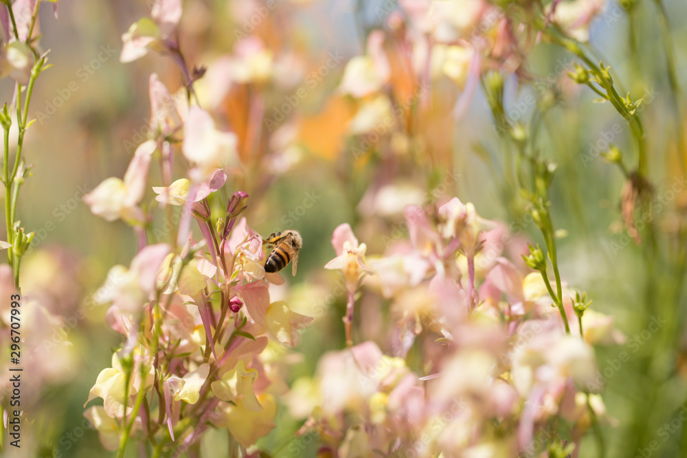 Honey bees forage for nectar and pollen exclusively, and as they forage ...