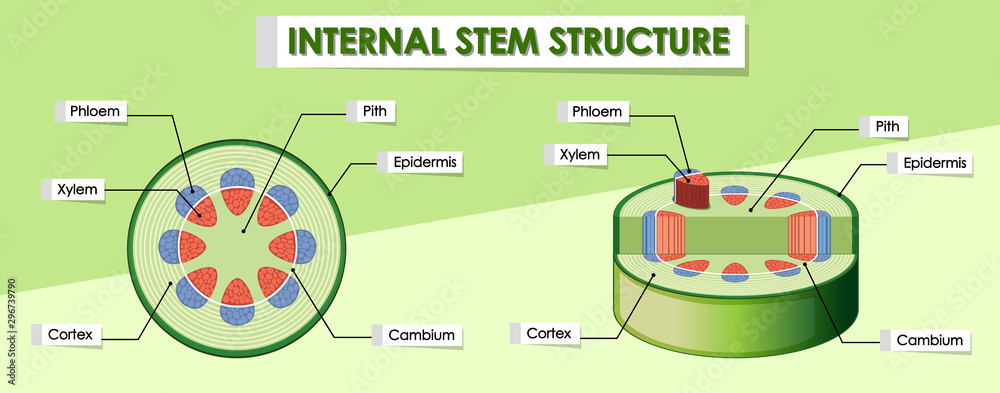 Diagram showing internal stem structure Stock Vector | Adobe Stock