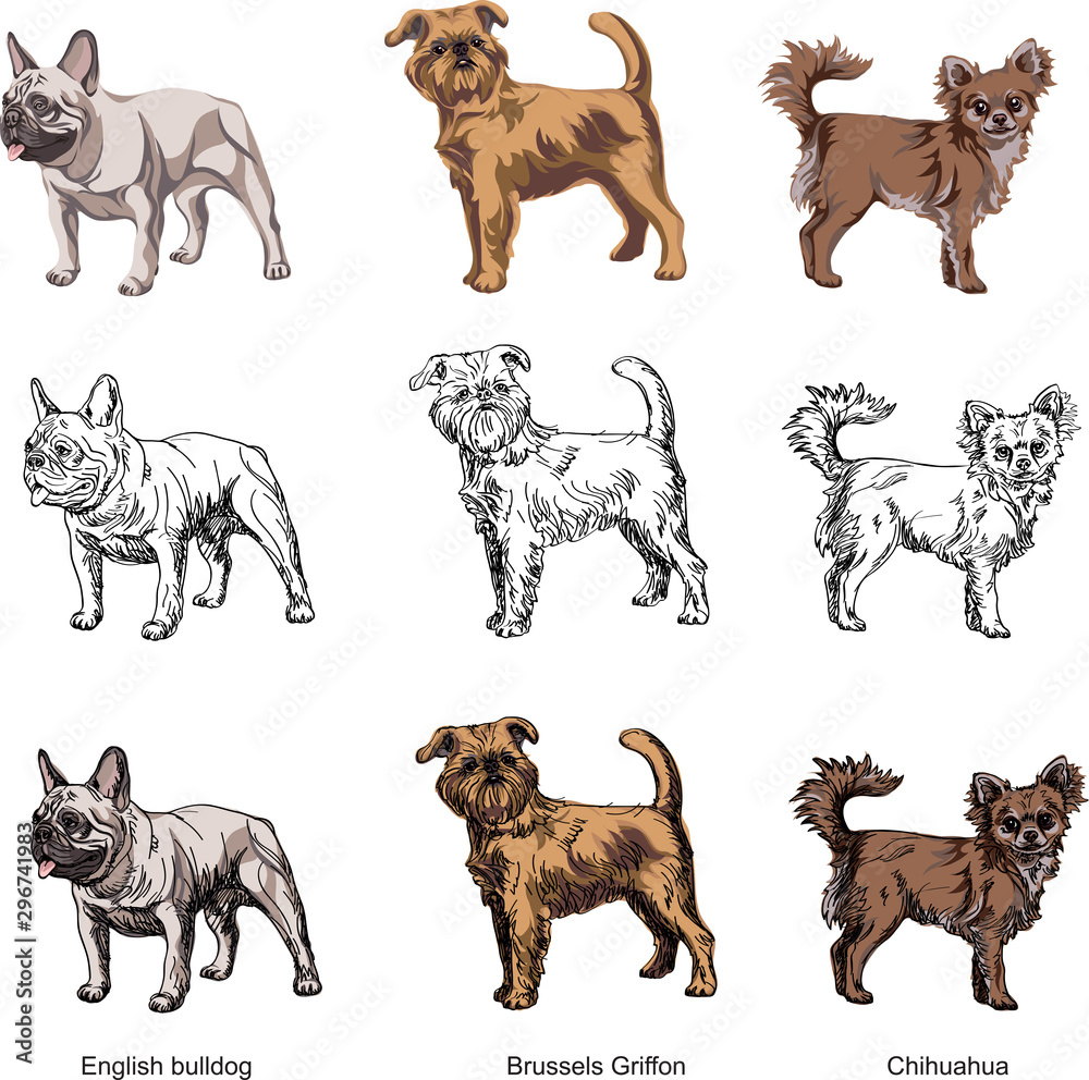 dog breeds, line, color, black, set, vector, illustration, various dog ...