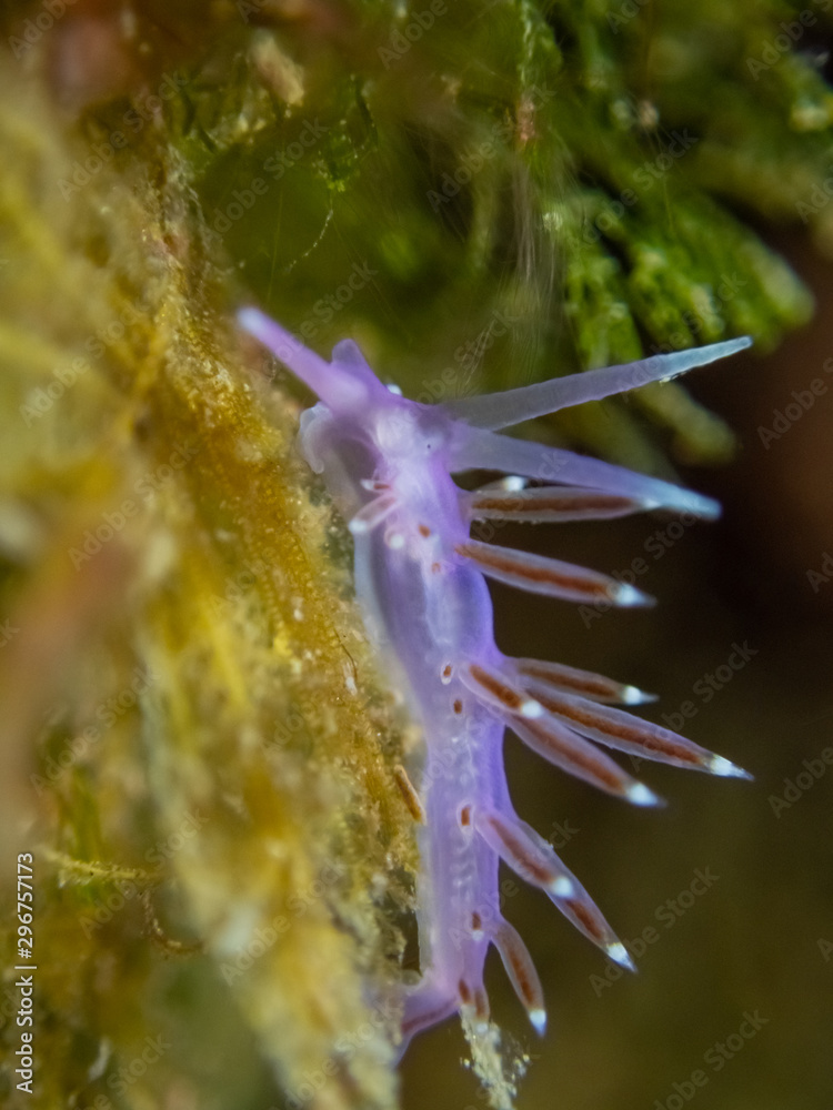 an aeolid nudibranch, sea slug Edmundsella (Flabellina) pedata a marine ...