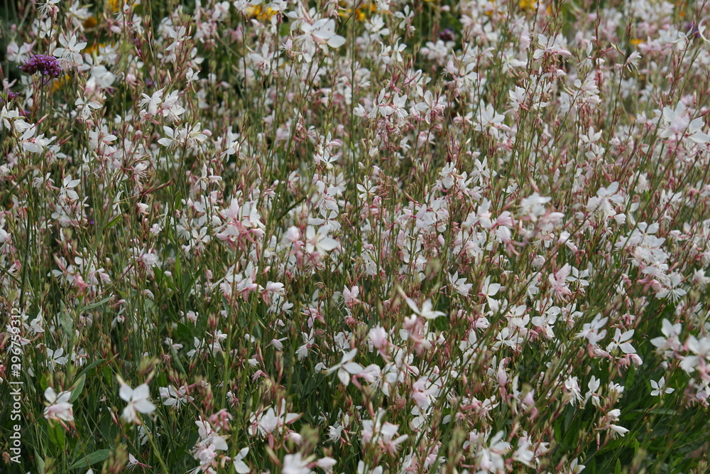 Gaura lindheimeri Gaura the bride Stock Photo | Adobe Stock