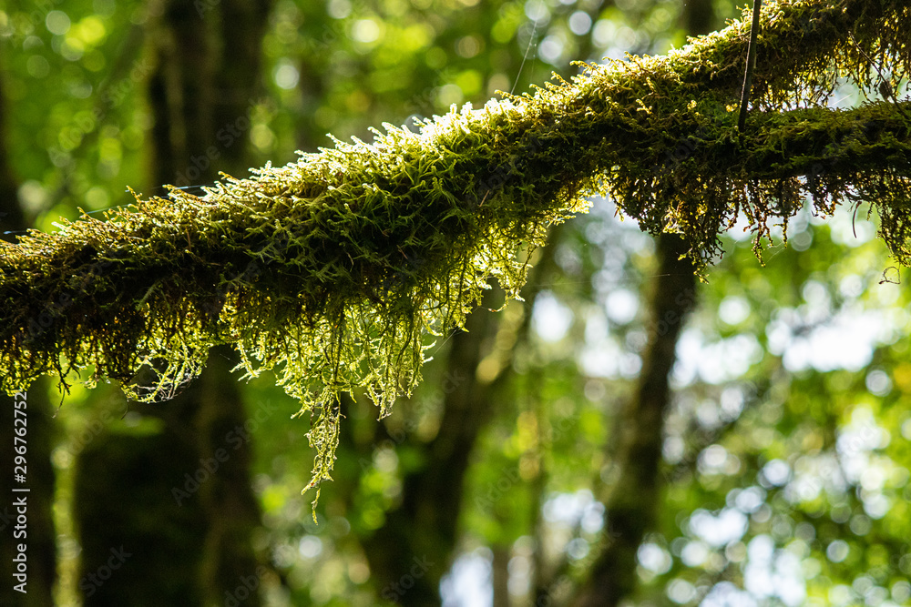 Moss On Pine Trees