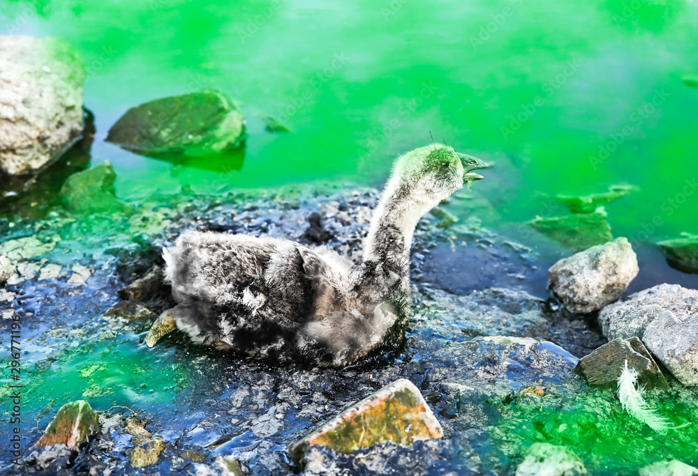Bird stuck in polluted green water with tar. Dying animals in ...
