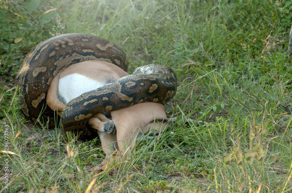 Large Python strangling Antelope in South Africa Stock Photo | Adobe Stock