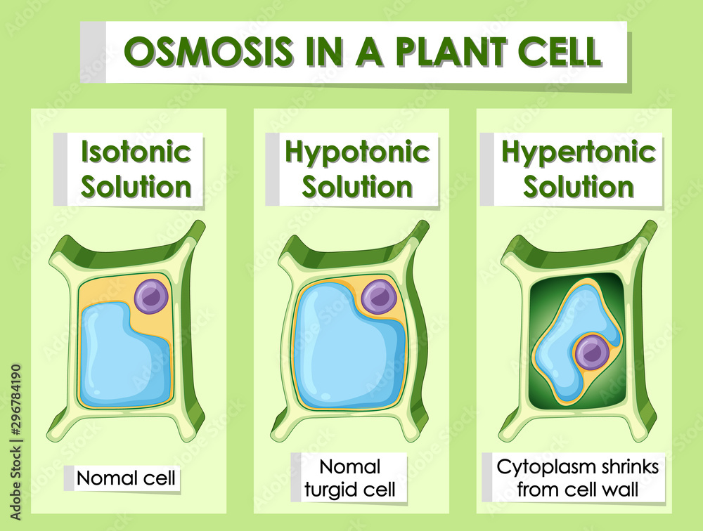 Diagram showing osmosis in plant cell Stock Vector | Adobe Stock