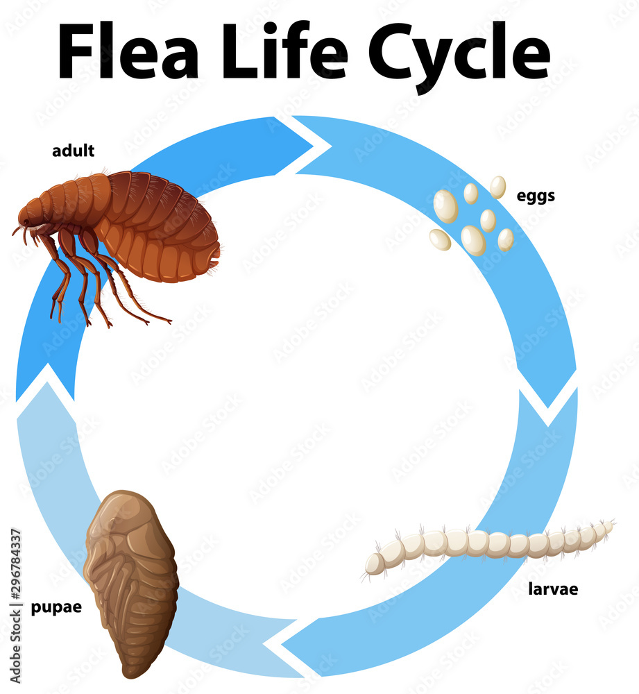 Diagram showing life cycle of flea Stock Vector | Adobe Stock