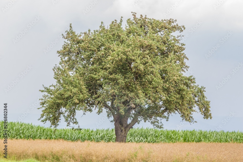 Large single tree in warm summer nature with juicy leaves. One majestic ...