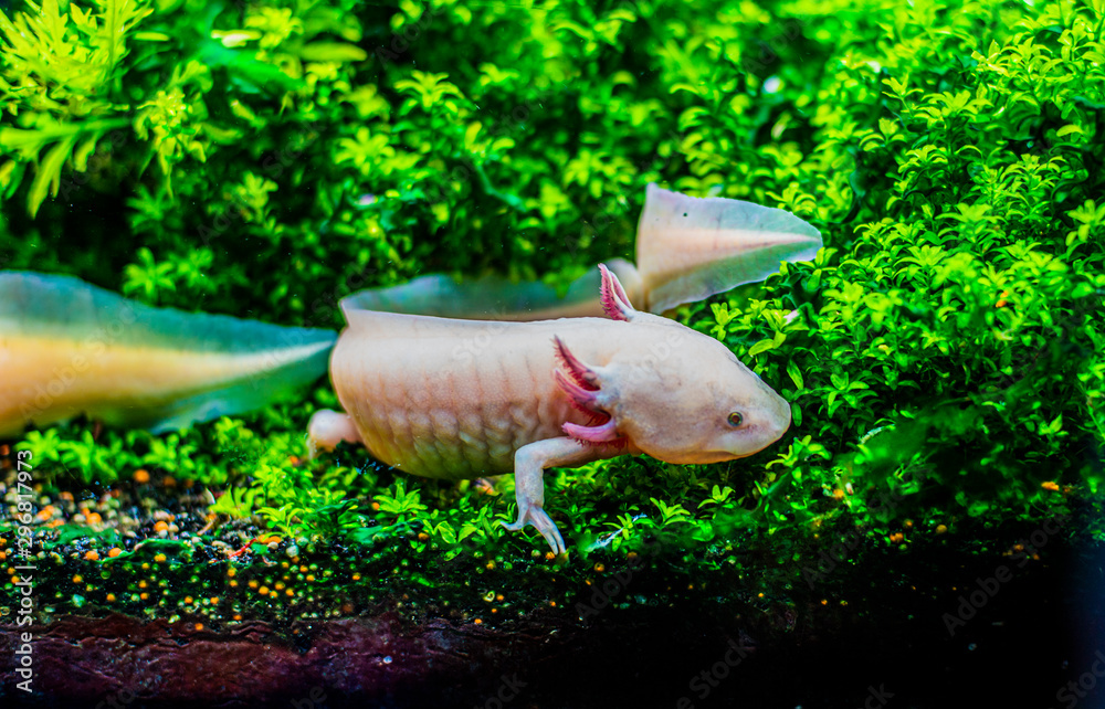 Axolotl swimming underwater marine life fish tank aquarium / white ...