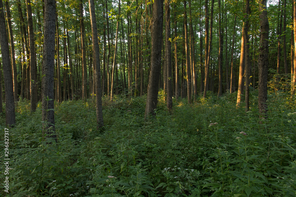 Old natural alder forest in summer, view from the middle. Frash Alder ...