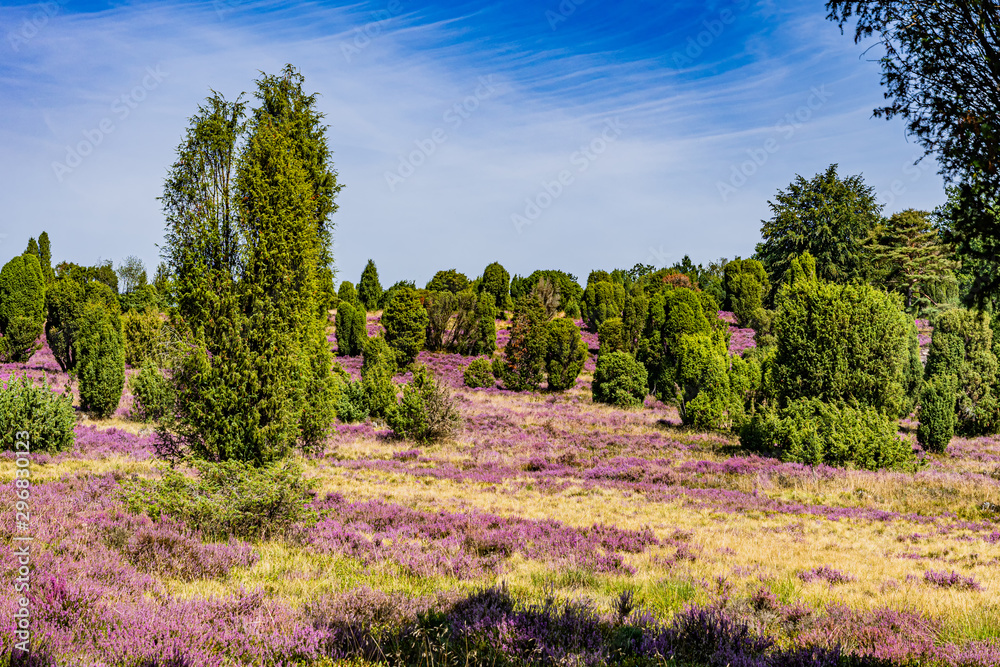 Blütezeit des Erikakraut in der Lüneburger Heide Stock Photo | Adobe Stock