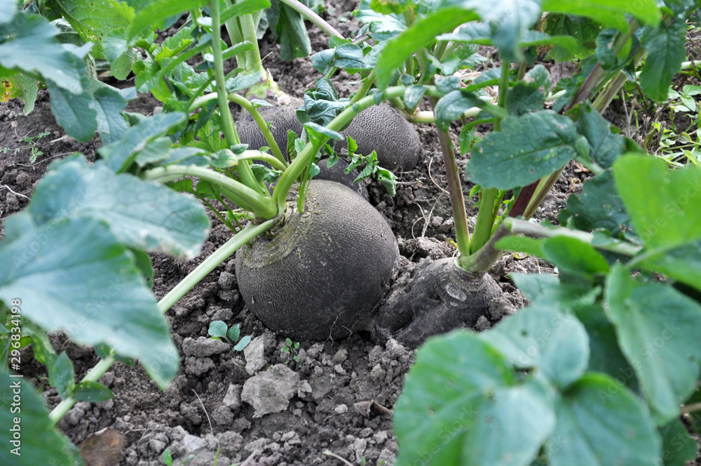 Radish black winter Stock Photo | Adobe Stock