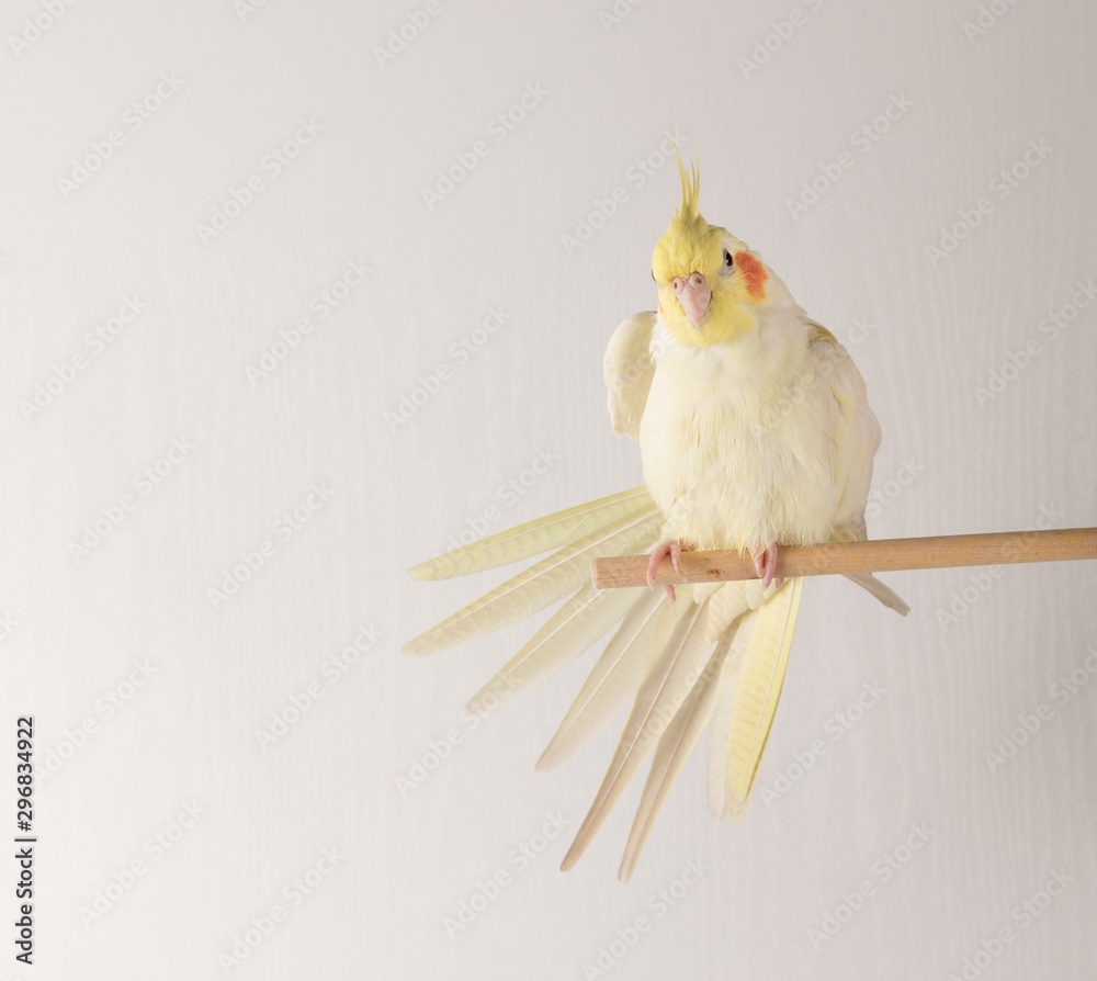 Parrot Stretching wings, Yellow cockatiel on white background Stock ...