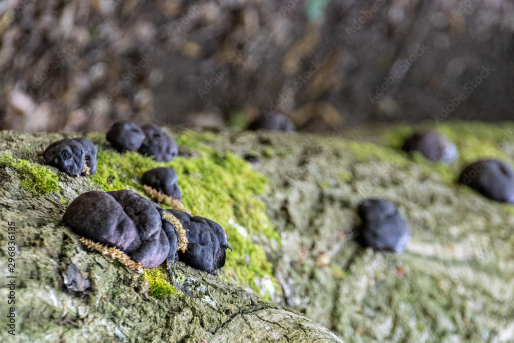 Daldinia concentrica fungi, also known as King Alfred's cake, cramp ...