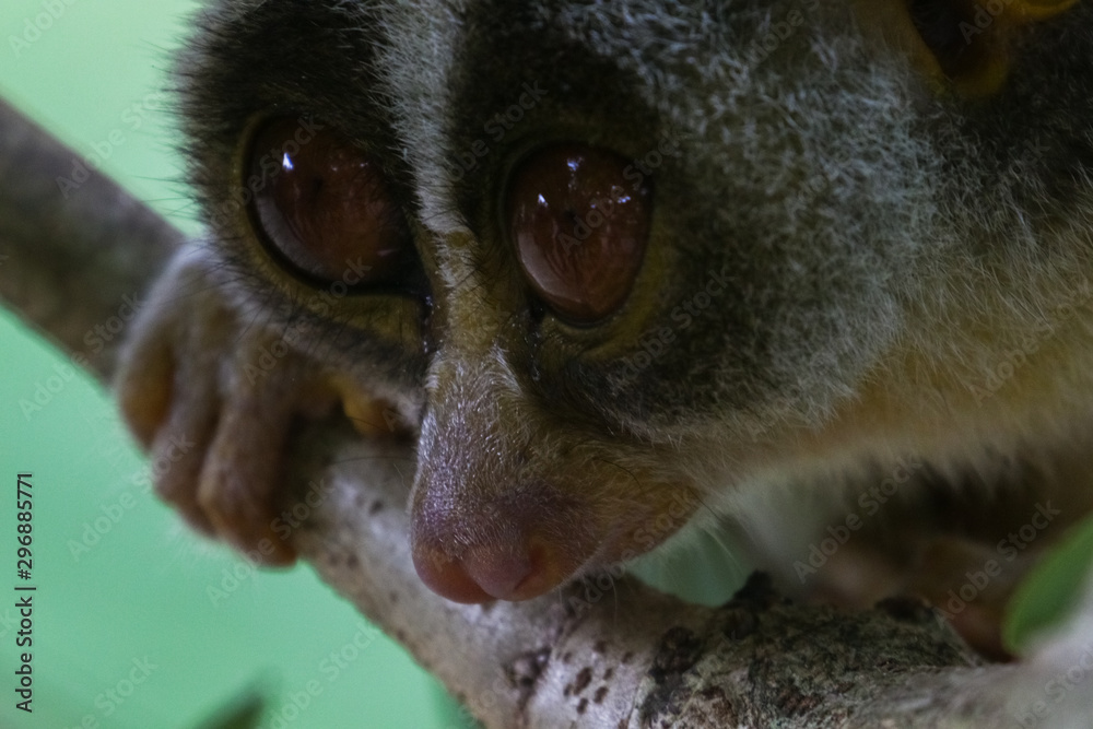 Grey Slender Loris