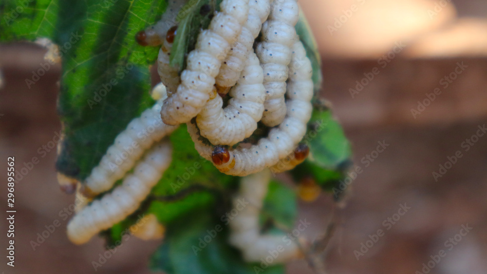 Omphisa fuscidenttalis Hampson is an edible worm that lives in bamboo ...