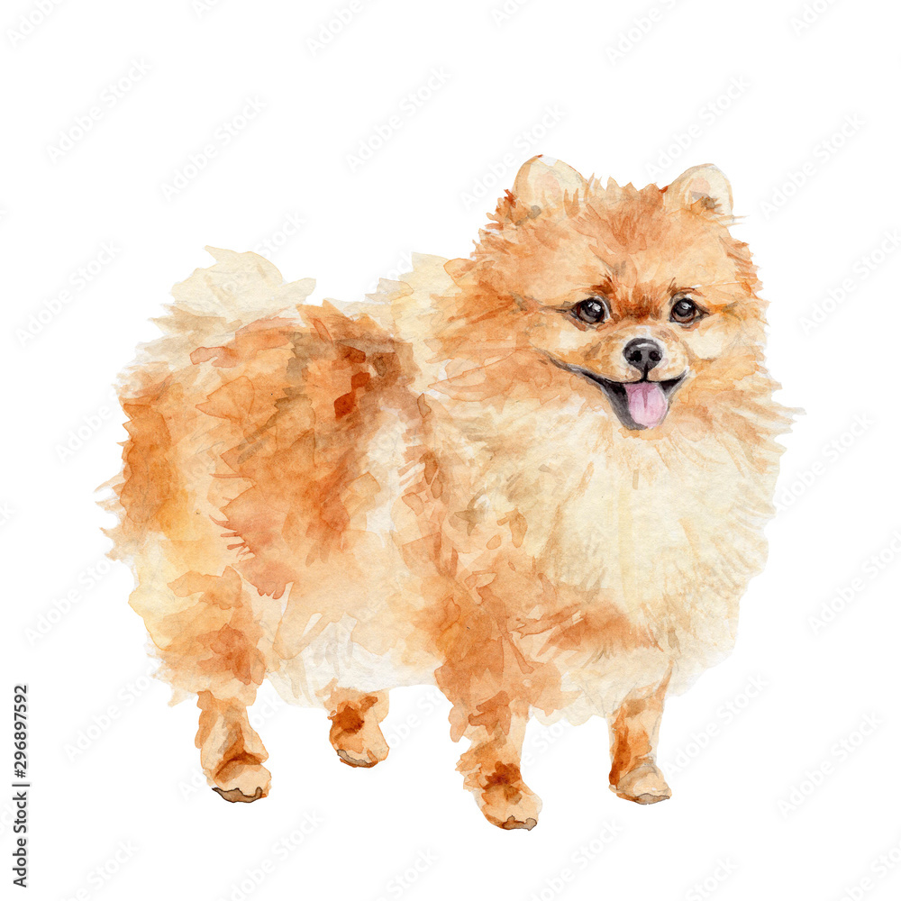 Cute orange pomeranian dog isolated on white background; watercolor ...