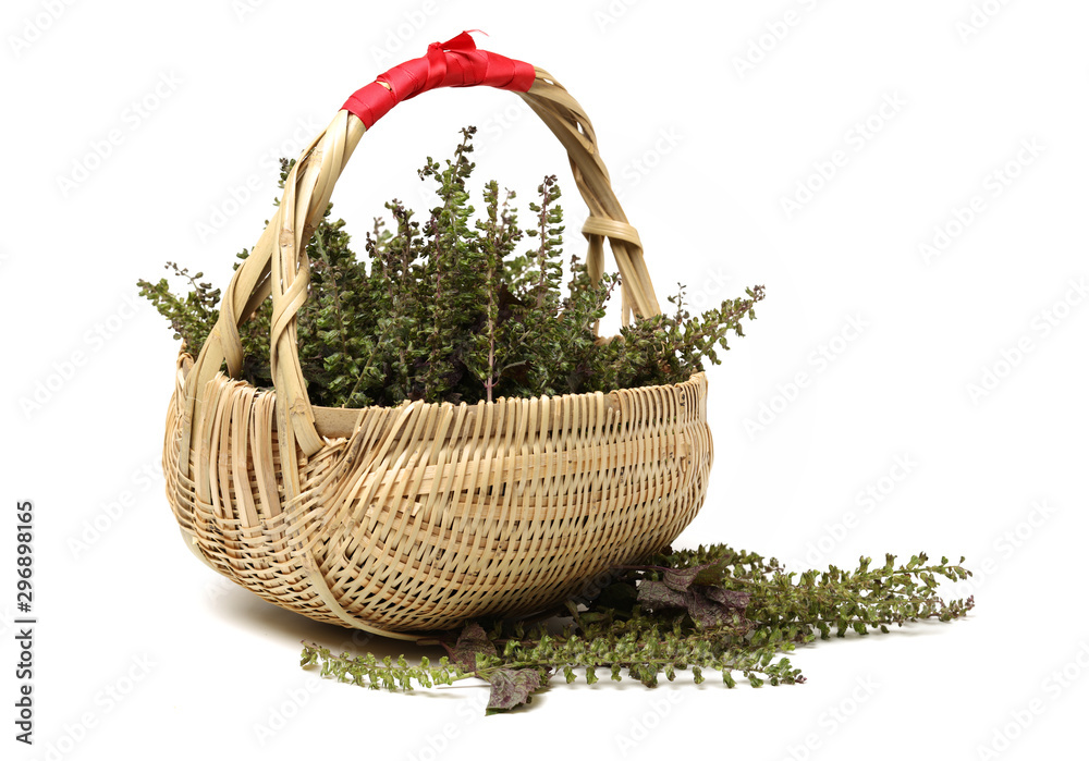 Perilla herb seed used in traditional,chinese herbal medicine isolated ...