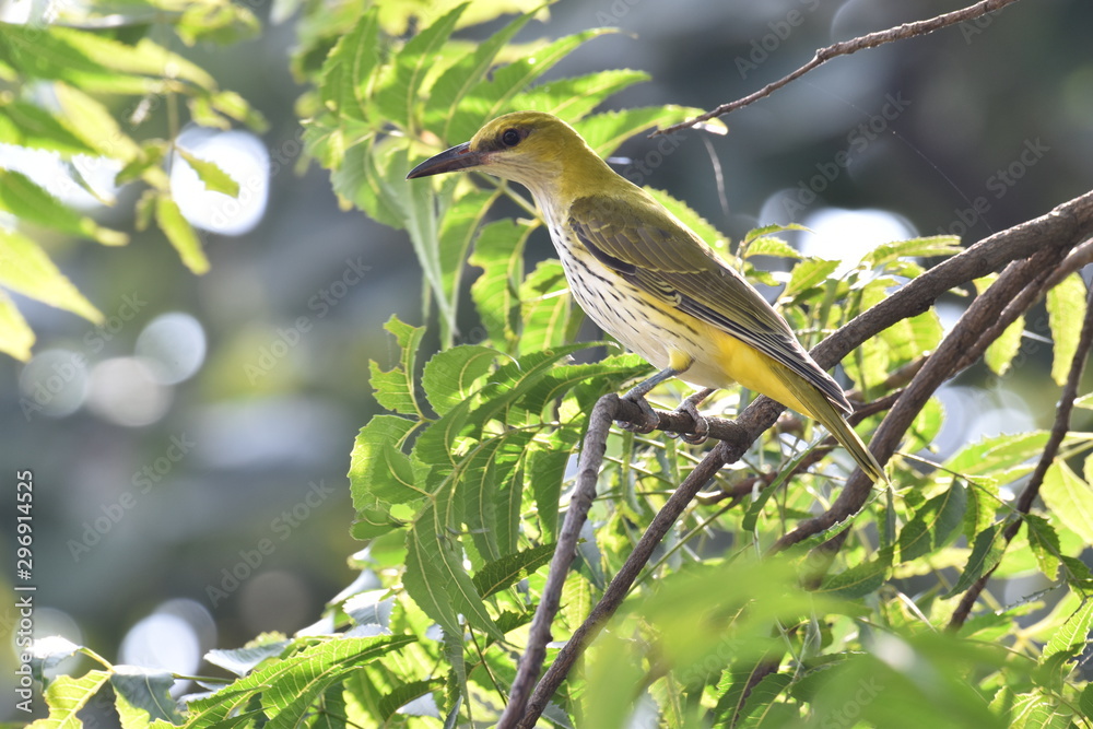 Golden Green Oriole (Oriolus flavocinctus) perching on Neem tree and ...
