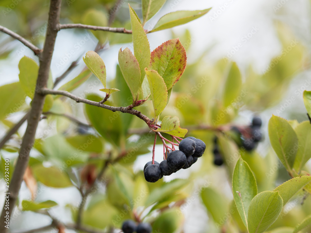 Aronia melanocarpa | Aronia ou aronie à fruits noirs en corymbes et ...